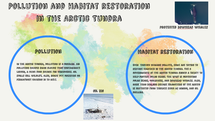 Pollution and Habitat restoration in the Arctic Tundra by Chase ...