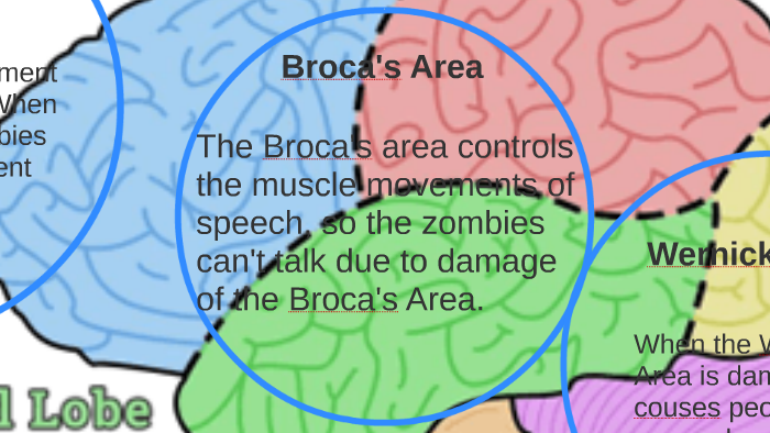 Zombie Brain Diagram by Maggie La Porta on Prezi