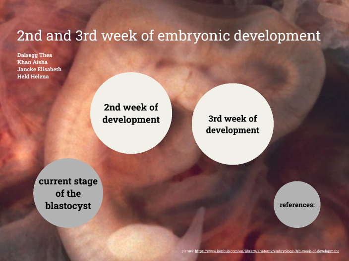 2nd-3rd week of embryonic development by helena held on Prezi