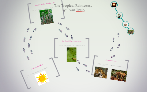 The Tropical Rainforest by evan trejo on Prezi