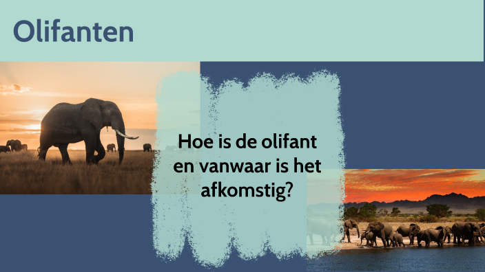 De olifant by Aya Zahafi on Prezi
