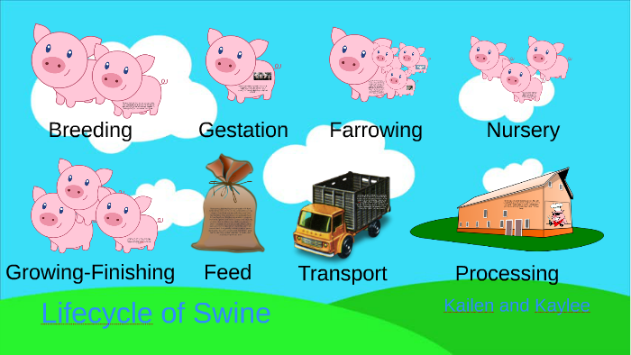 Lifecycle of Swine by Kailen Boren on Prezi