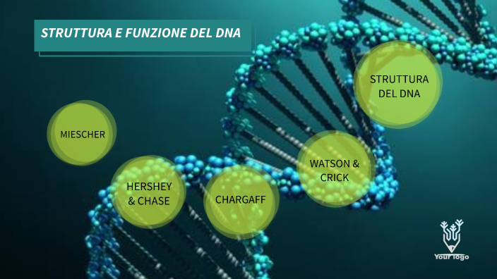 struttura e funzione del dna by Beatrice Arizzi on Prezi