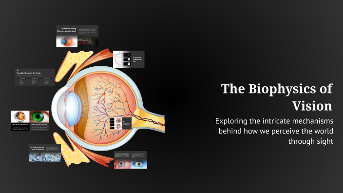 The Biophysics of Vision by Sema Rehimova on Prezi