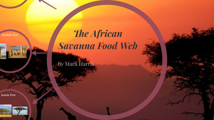 The African Savanna Food Web by Marli Harris on Prezi
