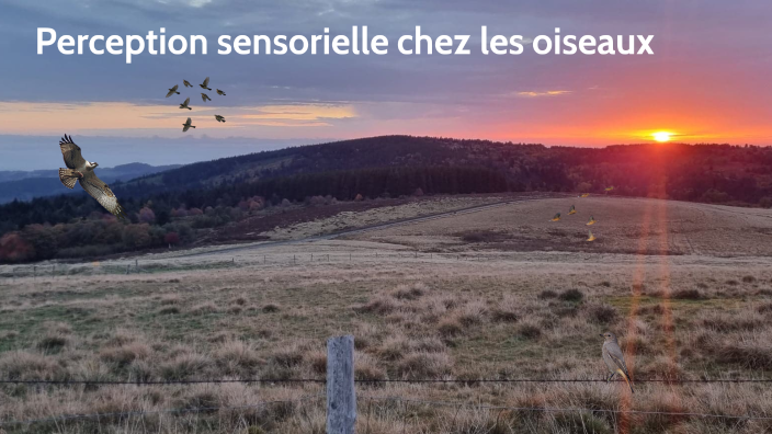 Perception sensorielle chez les oiseaux by Julien Sibold on Prezi