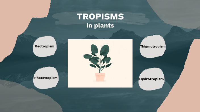 TROPISMS by snekha bala on Prezi