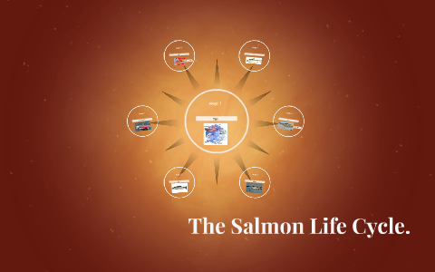 The Salmon Life Cycle by Jacob Shope on Prezi