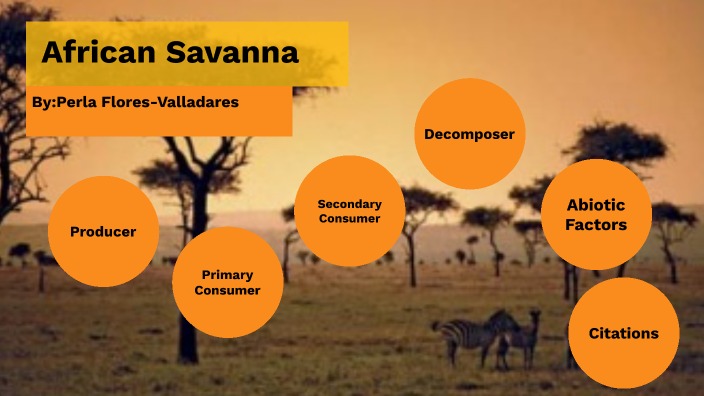 African Savanna ecosystem by Perla Flores-Valladares on Prezi