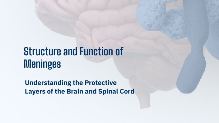 Structure and Function of Meninges by Michelle Thompson on Prezi