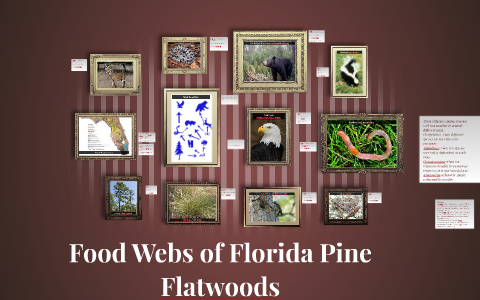 Food Webs of Florida Pine Flatwoods by Joshua Routhier on Prezi