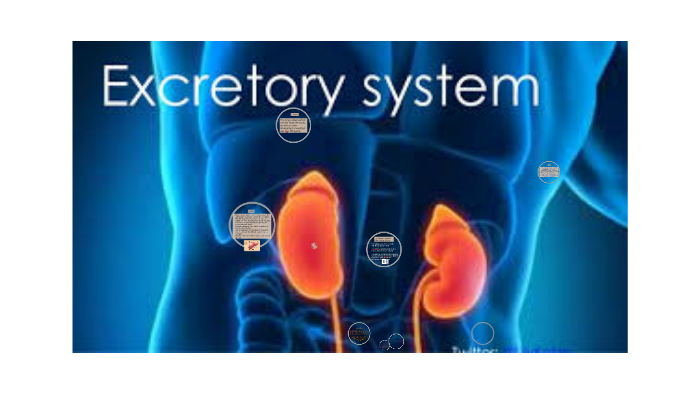 The excretory system is all about removing waste from the bo by ...