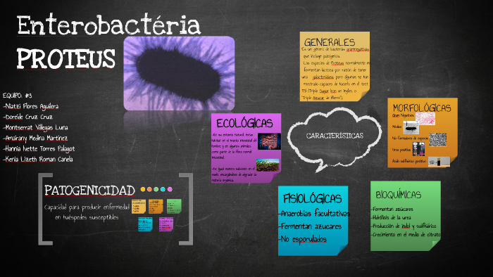 Enterobacteria PROTEUS by Amairany Medina Martínez on Prezi