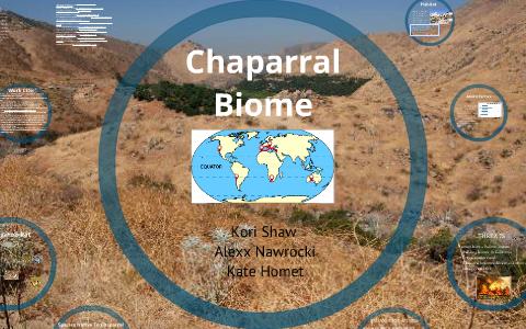 Chaparral Biome by Kato Homet on Prezi