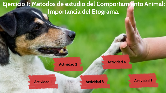 Ejercicio 1: Metodo de estudio del comportamiento animal: Importancia ...