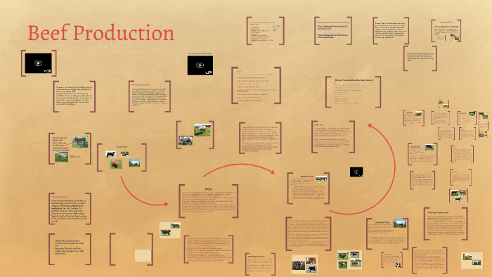 Beef Production by Danny Moran on Prezi