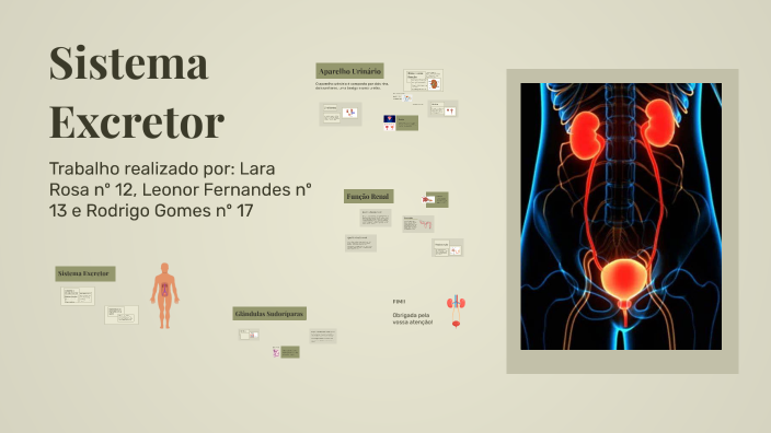 Sistema Excretor by Lara Rosa on Prezi