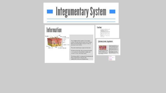 Integumentary System by Mia i on Prezi