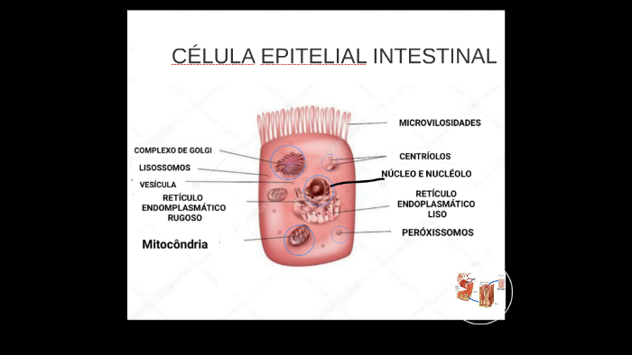 CÉLULA EPITELIAL INTESTINAL by lucas milaneze on Prezi