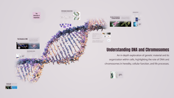 Understanding DNA and Chromosomes by Alicia Elhigazi on Prezi