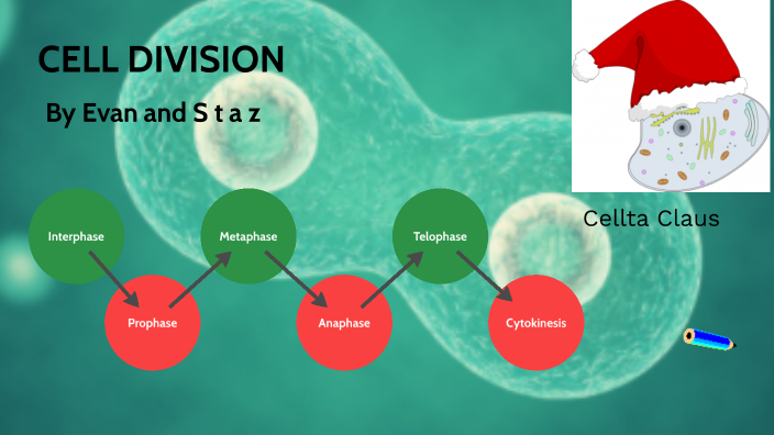 Cell division by Evan Troyer on Prezi