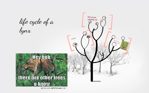 life cycle of a lynx by on Prezi