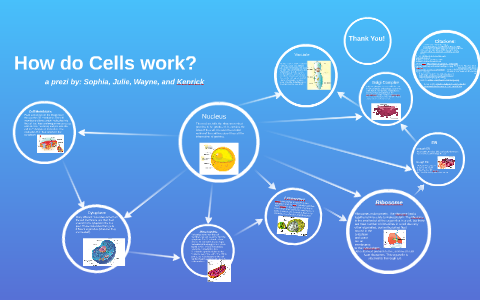 How do Cells work? by Julie - on Prezi
