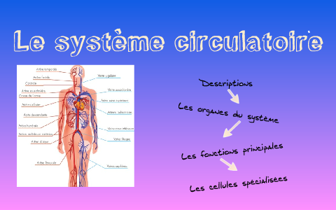 Le système circulatoire by helena yaghy on Prezi
