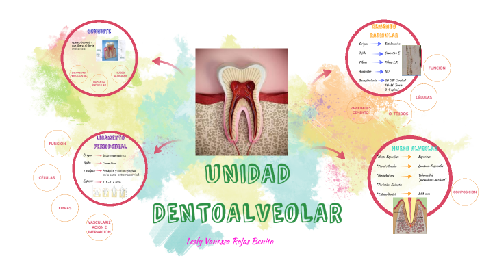 UNIDAD DENTOALVEOLAR by Lesly Vanessa Rojas Benito on Prezi