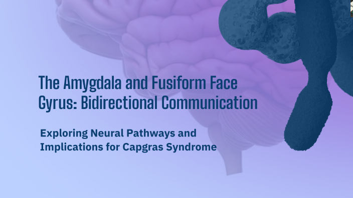 The Amygdala and Fusiform Face Gyrus: Bidirectional Communication by ...