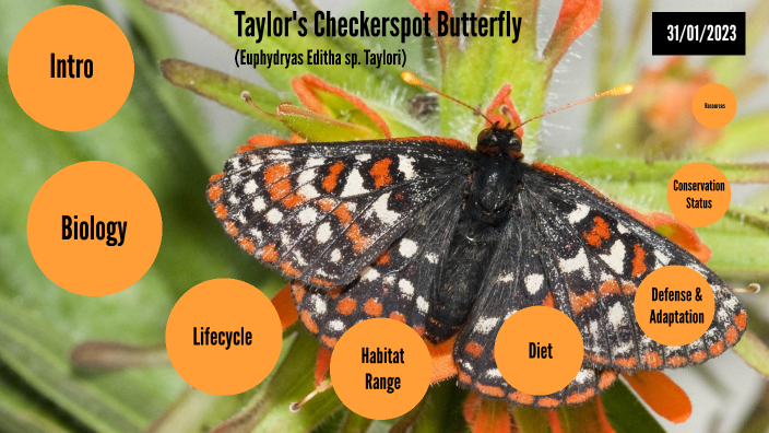 Taylors checkerspot butterfly by teresa russ on Prezi