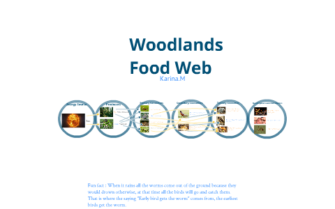 Woodlands Food web by Karina Makri on Prezi