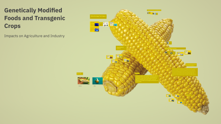 Genetically Modified Foods and Transgenic Crops by chiew nnyu on Prezi