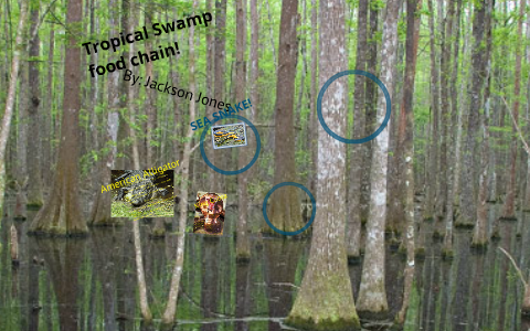 Tropical Swamp food chain! by David Bloemker on Prezi