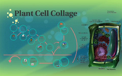 Plant Cell Collage by victoria martinez on Prezi