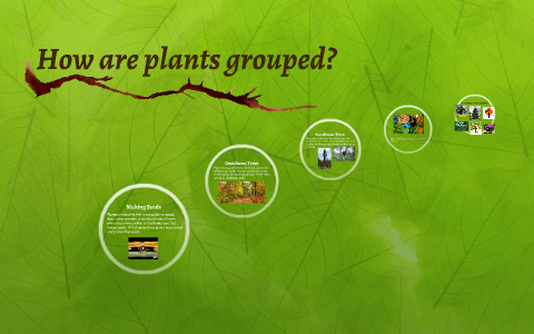 How are plants grouped? by Amy Zimmermann