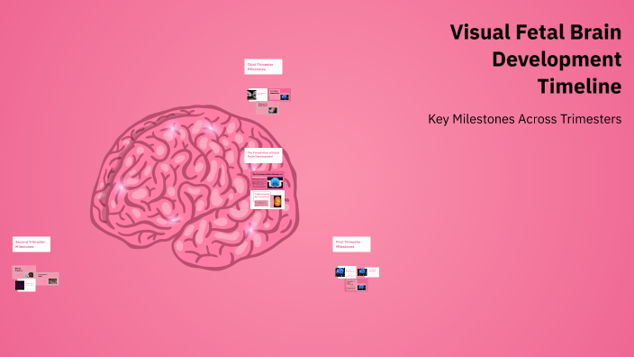 Visual Fetal Brain Development Timeline by Elizabeth Chung on Prezi