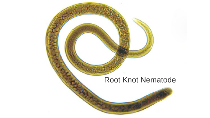 Nematoda(roundworms) by Ava Launsbach on Prezi
