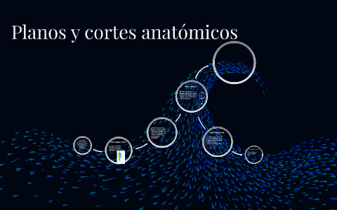 Planos y cortes anatómicos by on Prezi
