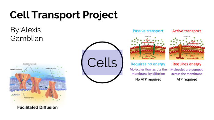 Cell Transport Project by Alexis Gamblian on Prezi