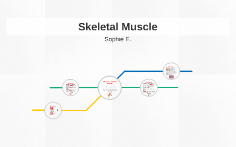 What is a Skeletal Muscle? by Sophia Eldridge