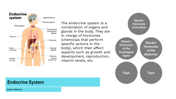 Endocryne System by Charles Tomlinson on Prezi