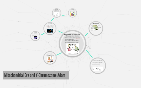 Mitochondrial Eve and Y-Chromosome Adam by Sarah Jones on Prezi
