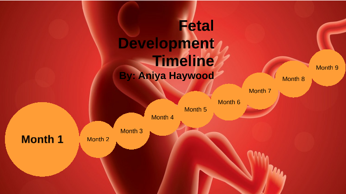 Fetal Development Timeline by Aniya Haywood _ Student - AthensHS on Prezi