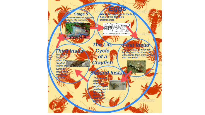 The Life Cycle of a Crayfish by Heather Polen on Prezi