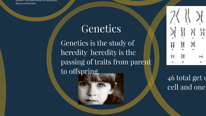 Gregor mendal the father of genetics by pat may on Prezi