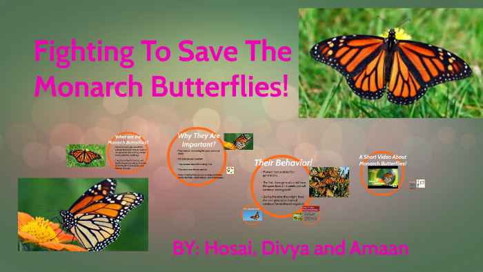 Fighting To Save The Monarch Butterfly by Hosai Yousfzai on Prezi