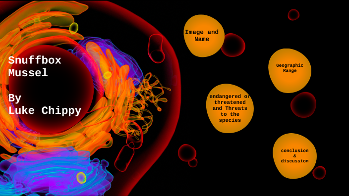 Snuffbox mussel by on Prezi