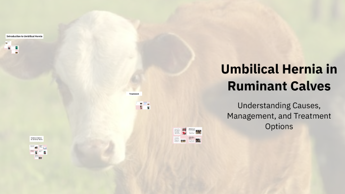Umbilical Hernia in Ruminant Calves by samaneh Sadeghpour on Prezi