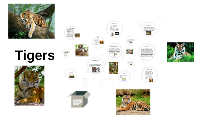 Tigers by alexis iniguez on Prezi